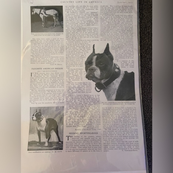 Other | Antique Magazine Page Boston Terrier | Poshmark